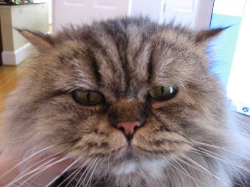 Muffy, Fluffy, Tinkerbell, and Audrey : Blog Of The Nation : NPR