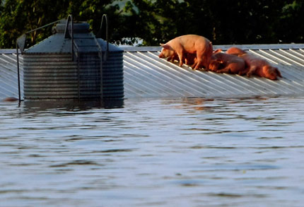 Sandbagging | NCPR News