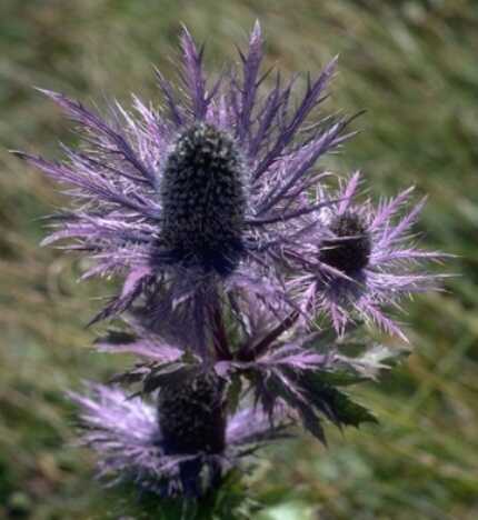 Heavy Metal Hits : Talking Plants Blog : NPR