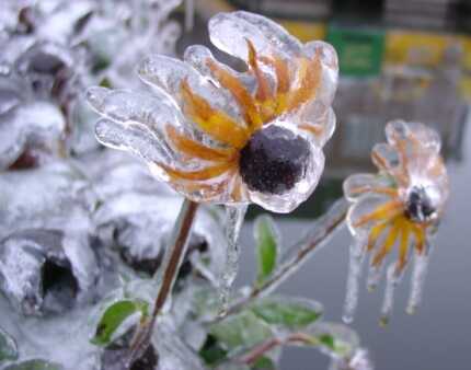 Plants on Ice : Talking Plants Blog : NPR