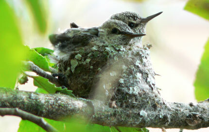 Hummingbird Eyes : Talking Plants Blog : NPR