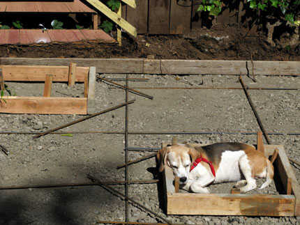 Order in the Courtyard : Talking Plants Blog : NPR