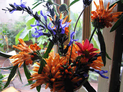 Flower Phobia Cured By Fall Color : Talking Plants Blog : NPR