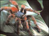 Excerpt: 'The Tarantula Scientist' : NPR