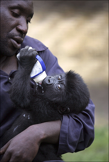 Ebola Virus Killing Gorillas, Chimps in Congo : NPR