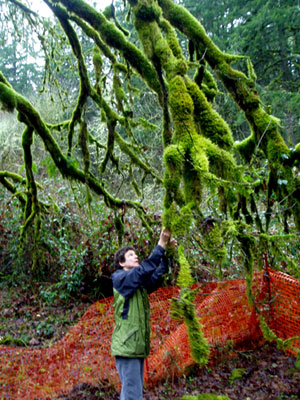 Efforts to Farm Moss Prove Difficult : NPR