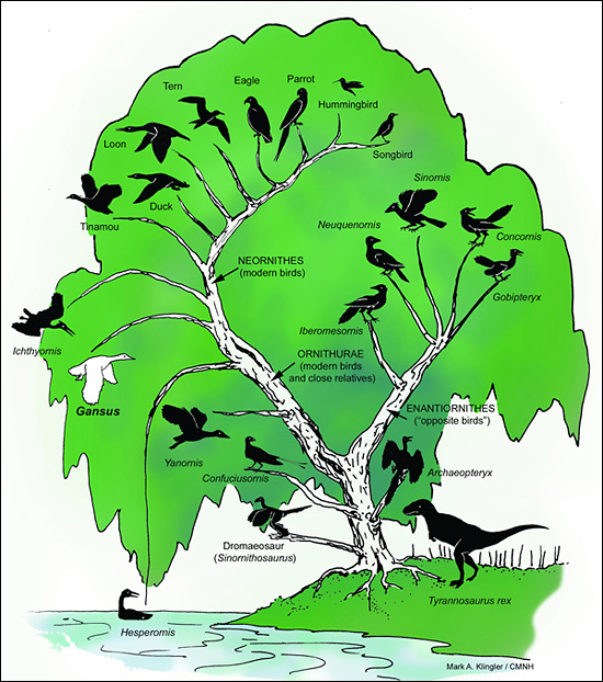 Ancient Fossils Suggest Birds Began on Water : NPR