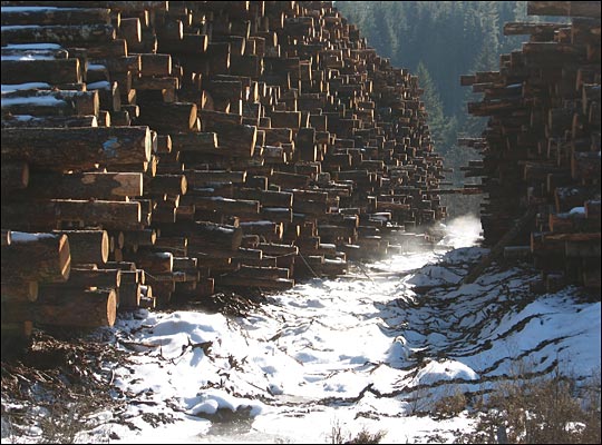 Federal Subsidy Expires on Oregon's Timber Towns : NPR