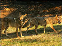 Coyote Advocates Demand End to Aerial Gunning : NPR