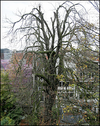 Fate of Anne Frank's Chestnut Tree in Doubt : NPR
