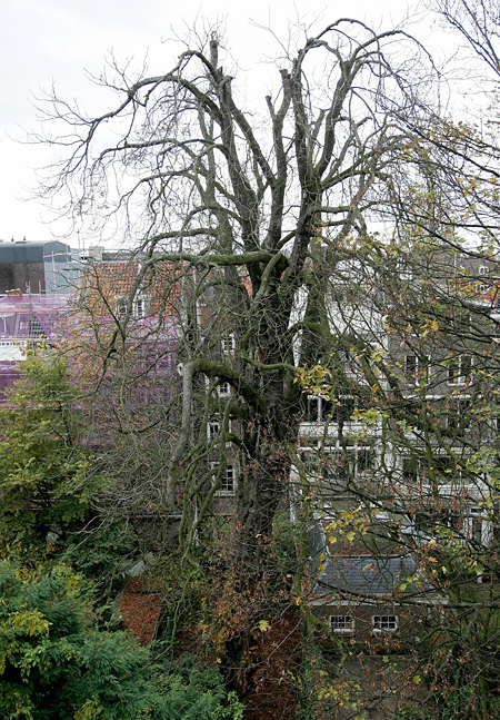 Fate of Anne Frank's Chestnut Tree in Doubt : NPR