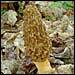 On The Hunt For The Elusive Morel Mushroom In Ohio's Appalachian ...