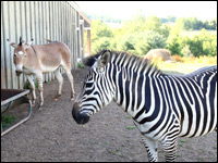 Maestro Maazel On Life After N.Y. Philharmonic | WBUR News