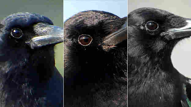 The Crow Paradox : Krulwich Wonders... : NPR