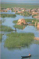 Restoring the Marshlands of Iraq : NPR