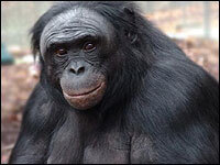 A Voluble Visit with Two Talking Apes : NPR