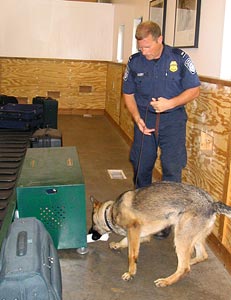 U.S. Trains Dogs for Homeland Security Duty : NPR