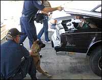 U.S. Trains Dogs for Homeland Security Duty : NPR