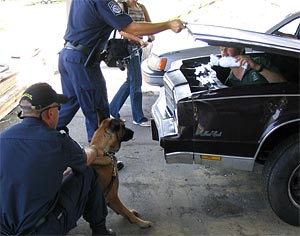 U.S. Trains Dogs for Homeland Security Duty : NPR