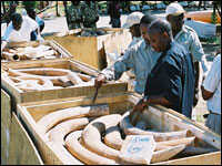 Poachers Target African Elephant for Ivory Tusks : NPR