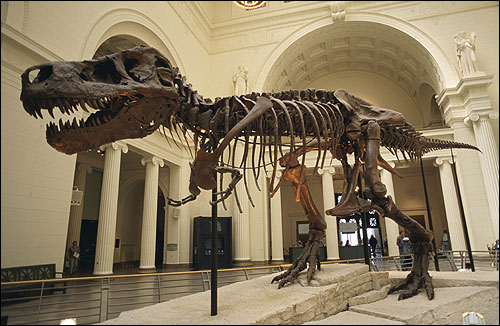 T. Rex Had Humble Origins : NPR