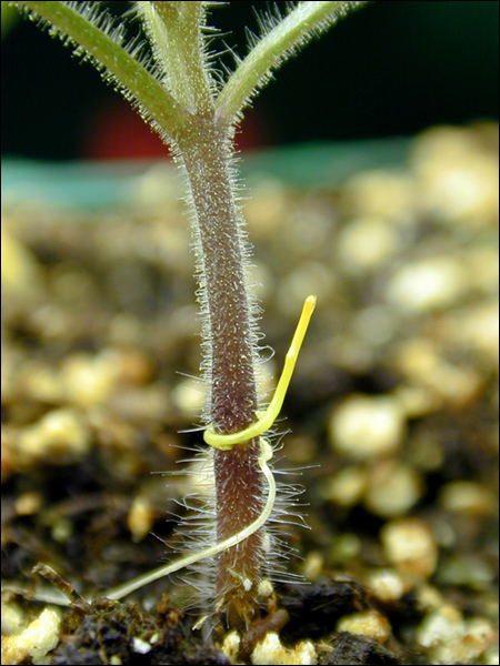 Devious Dodder Vine Sniffs Out Its Victims : NPR