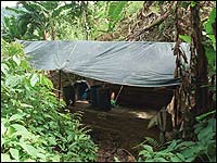 Deep in the Colombian Jungle, Coca Still Thrives | NCPR News