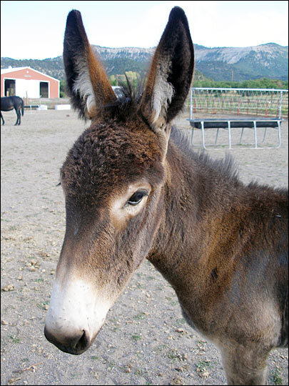 Befuddling Birth: The Case of the Mule's Foal : NPR