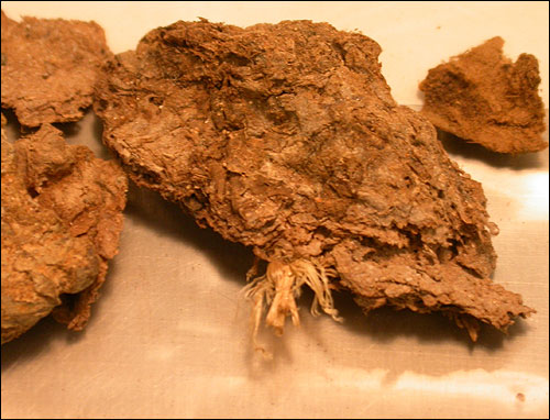 Fossilized Feces Tell Tale of Earliest Americans : NPR