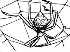 On Air: Charlotte A. Cavatica : In Character : NPR