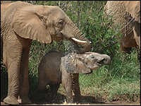 In Battle of Elephants and Ants, Trees Win Big : NPR