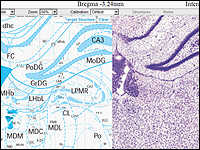 New Program Maps Virtual Rat Brain In 3D : NPR