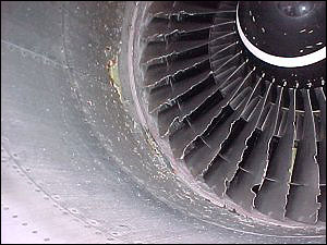 FAA: Major Accidents From Bird Strikes Are Rare : NPR