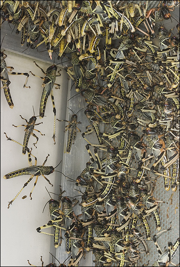 Serotonin Boost Turns Locusts Into Social Swarms : NPR