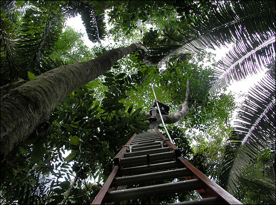 A Drying Amazon Could Speed Climate Change : NPR