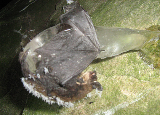 Bat-Killing Disease Spreads to More States : NPR