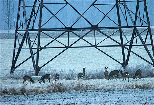 Power Lines Upset Cows' Compass : NPR