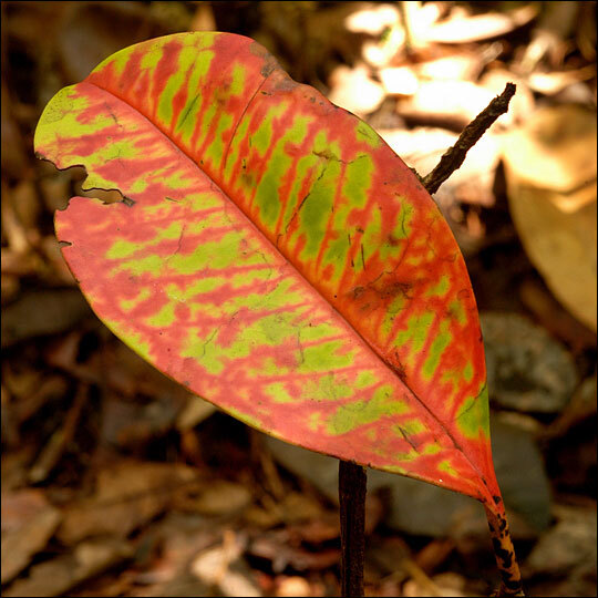 A Drying Amazon Could Speed Climate Change : NPR