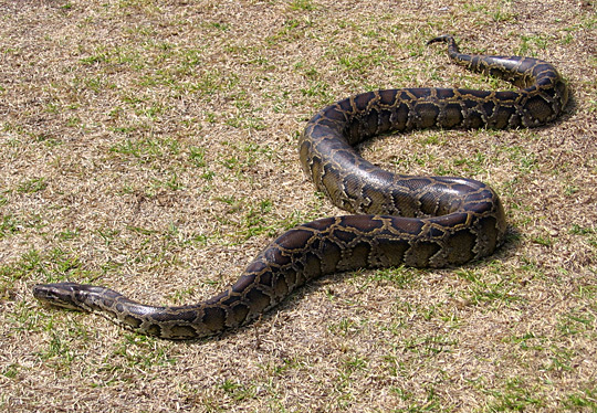 To Catch A Burmese Python: A Fine Art In Florida : NPR