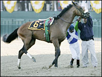 Loving Barbaro: A Racehorse and His Fans | NCPR News