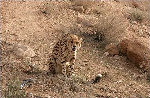 Biologist Keeps Track of Iran's Rare Cheetahs : NPR