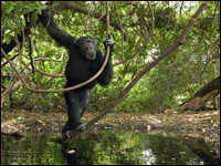 Chimps with Spears Captivate Photographer : NPR
