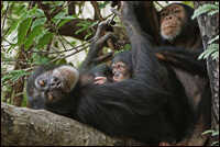 Chimps with Spears Captivate Photographer : NPR