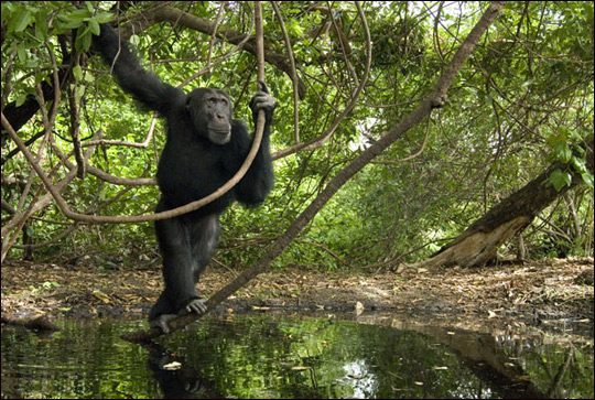 Chimps with Spears Captivate Photographer : NPR