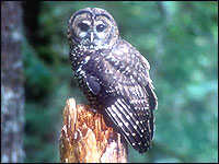 Saving the Spotted Owl : NPR