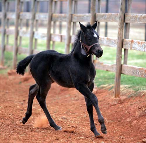 Champion Clones Join Texas Horse Stables : NPR
