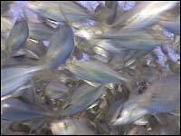 Feeding the World with Deep-Sea Fish Farms : NPR