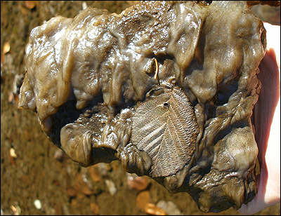 Rock Snot Hitches Ride on Fishing Gear : NPR