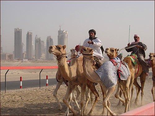 Robot Jockeys Give Camel Racing a Modern Twist : NPR