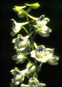 Seed Banks Move to Save Threatened Species : NPR